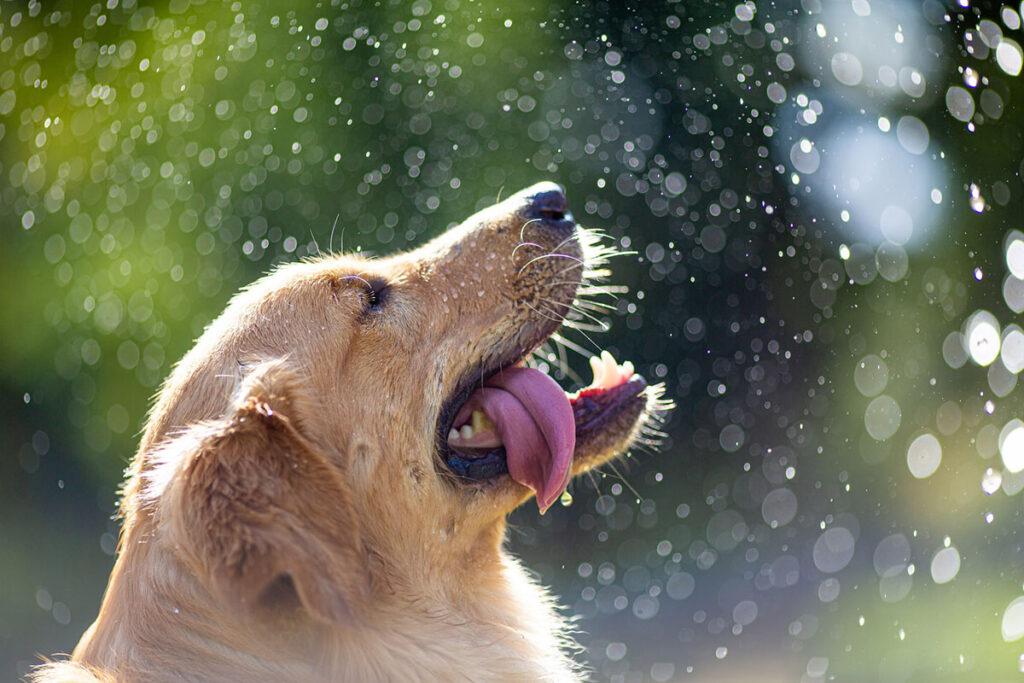 Fixing Excessive Barking in Newly Adopted Rescue Dogs